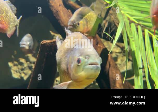 Underwater view of piranha fish in a freshwater river showing their ...