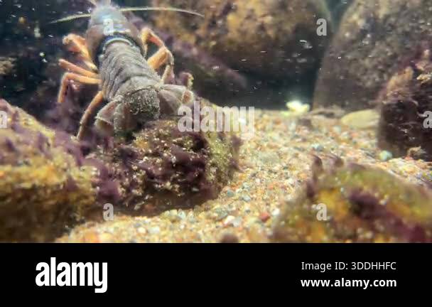 Close-up of a crayfish in an aquarium, showing claws, shell, legs, and ...