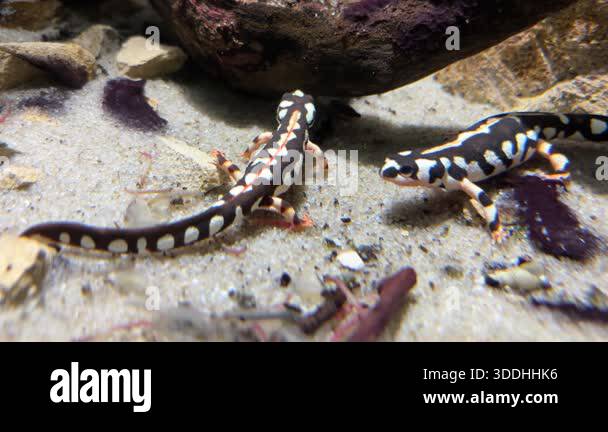 Close up of Kaisers spotted newt Neurergus kaiseri showing patterned ...