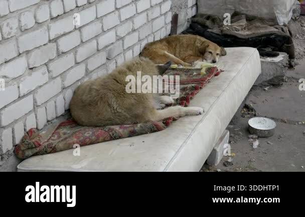Two homeless dogs sleep on a dirty old mattress next to a white brick ...