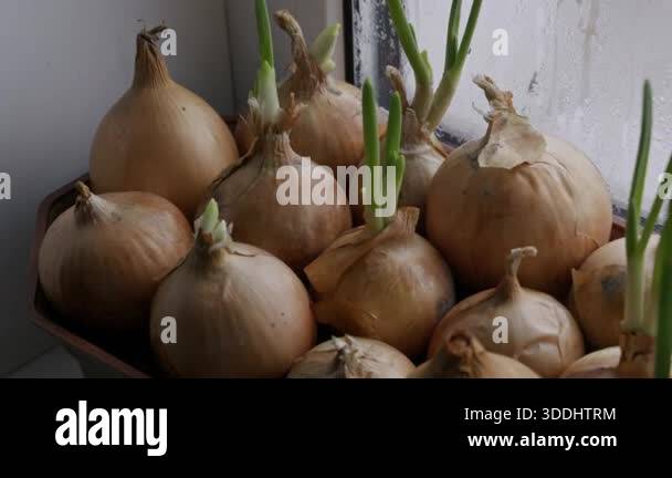 Onion bulbs with green shoots sprout in a container on a windowsill ...