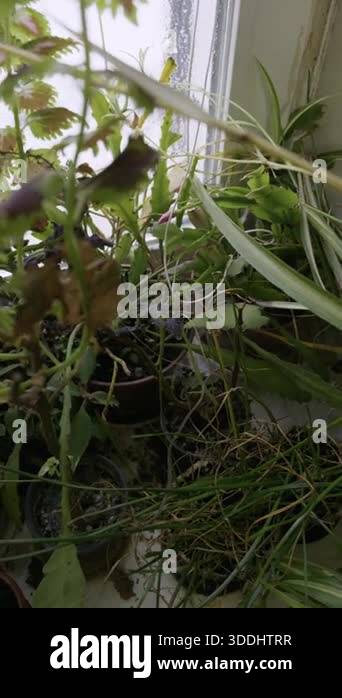 Various unhealthy houseplants, including coleus and spider plants, sit ...