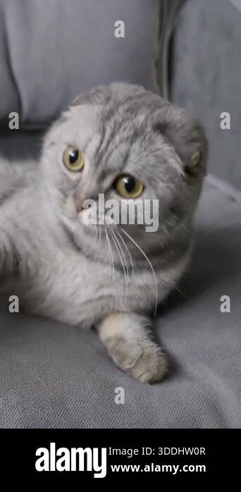 Cute grey Scottish Fold cat with large yellow eyes lies on a couch. The ...