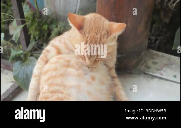 Close-up Shot of Orange Tabby Cat Grooming its Fur Stock Video Footage ...