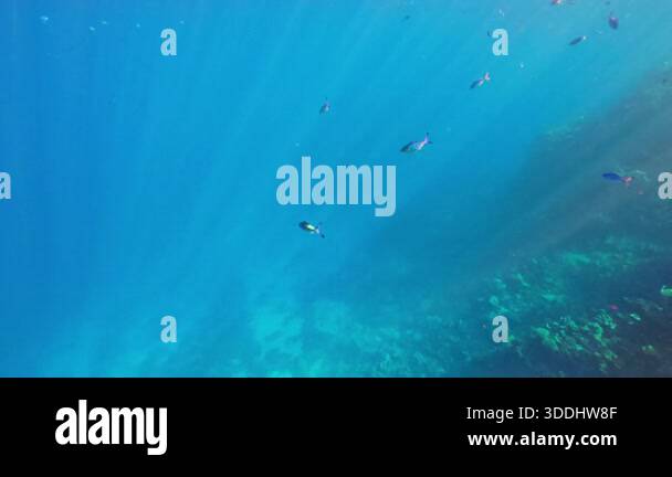 Minimal underwater scene with tropical fish silhouettes in clear blue ...