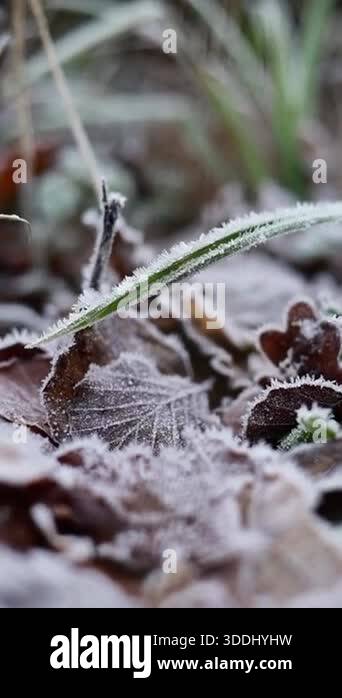 dry leaves and green grass in frost, texture of frozen foliage, nature ...