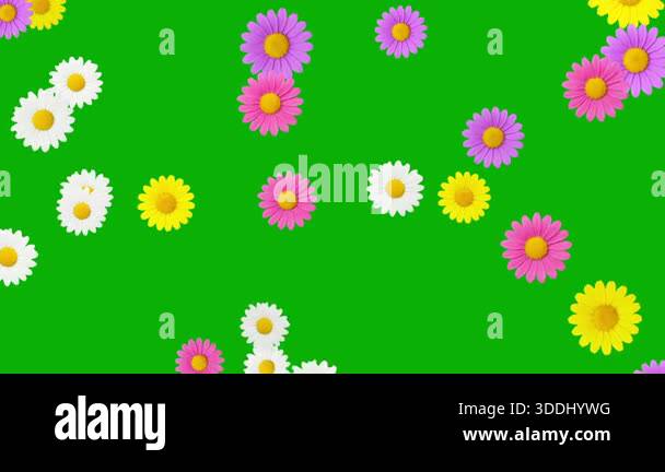 Falling colorful daisy flowers motion graphics with green screen ...