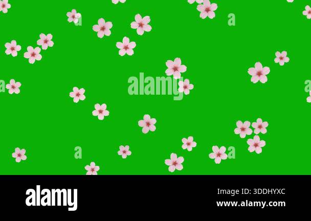 Falling fresh cherry flowers motion graphics with green screen ...