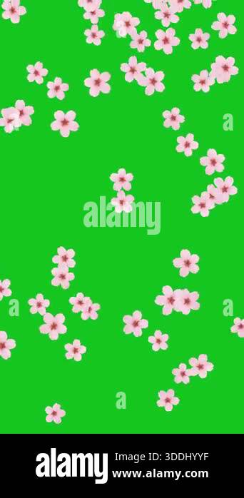 Falling fresh cherry flowers motion graphics with green screen ...