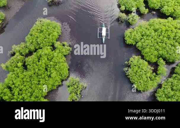 Small boat passing through wide river bordered by mangrove forest and ...