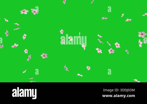 Falling cherry flowers motion graphics with green screen background ...