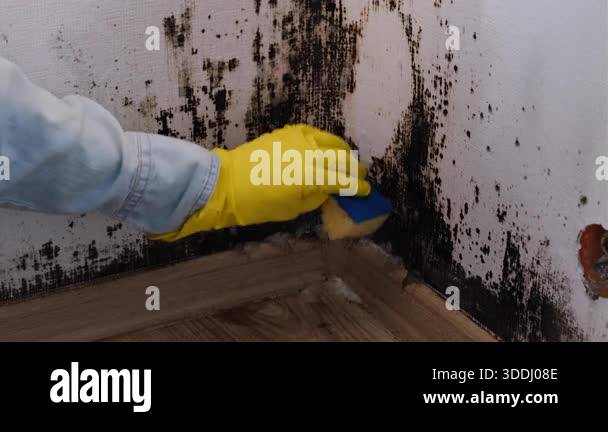 A person scrubbing mold from a wall using a brush. The activity takes ...