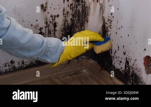 A person scrubbing mold from a wall using a brush. The activity takes ...