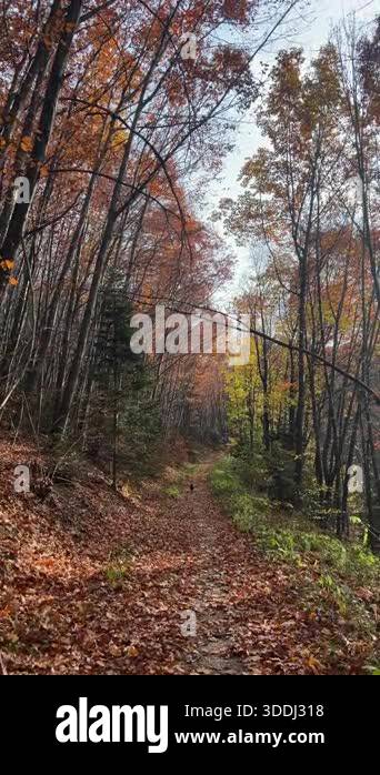 Golden tree leaves on background blue sky at calm sunny day. Beautiful ...