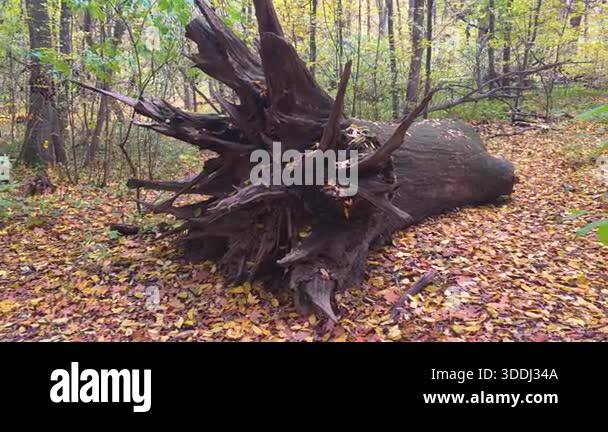 Fallen Tree with Exposed Roots Lying on Colorful Leaf-Covered Forest ...