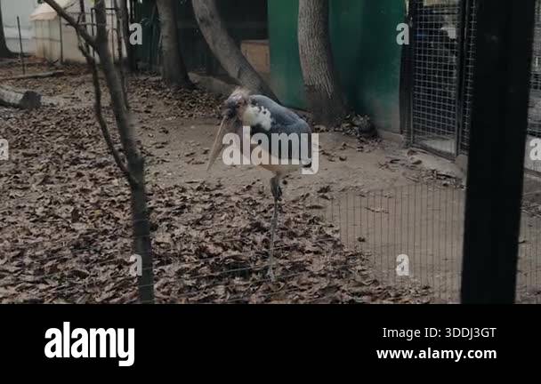 Marabou stork standing still inside an enclosure at the zoo. The large ...