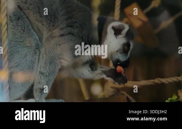 Ring-tailed lemur eats and looks around from its perch on playground ...