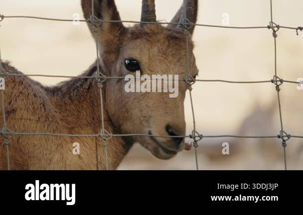 Close-up of a young Ibex behind a wire mesh fence at the zoo. Its small ...