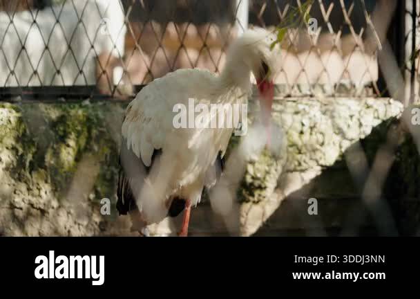 A white stork stands in an enclosure at the zoo. It looks around ...