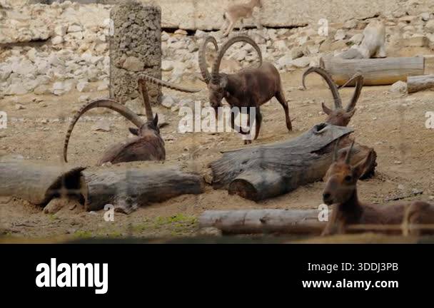 Ibex with large horns rest, walk and play in the zoo. Enclosure with ...
