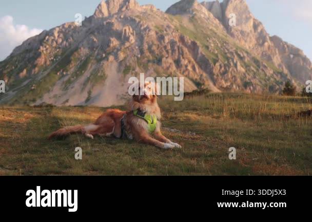 A golden dog sits on the grass facing forward as the sun lights up the ...