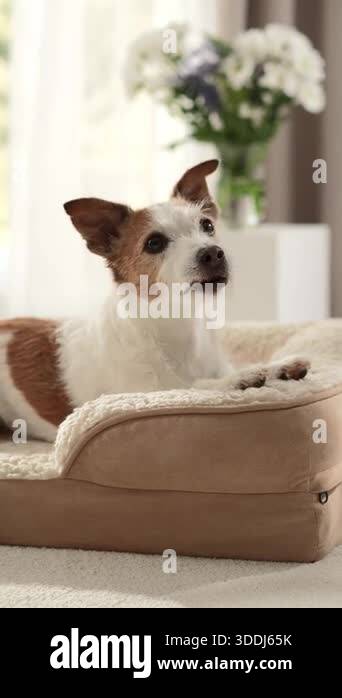 Paws over the edge Stock Videos & Footage - HD and 4K Video Clips - Alamy