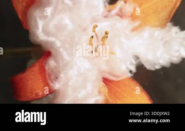 Shiny plant. Sparkling smoke. Defocused orange white color lily flower ...