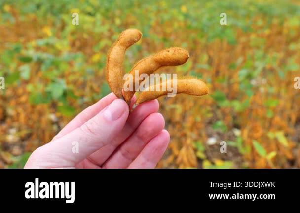 Soybean plant. hand holding soybeans in the middle of a soybean field ...