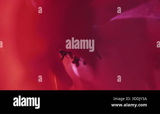 Plant pistil. Floral kaleidoscope. Defocused pink red color rose petals ...