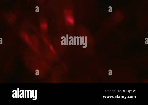 Red glare. Defocused light background. Color optical radiant glow ...