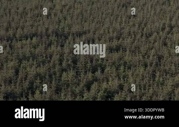 Green pine trees fill Stock Videos & Footage - HD and 4K Video Clips ...