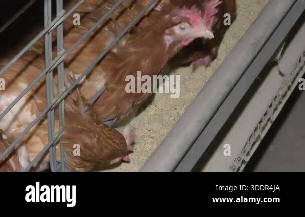 Feeding egg-laying chickens; Cages for holding a large number of laying ...