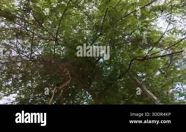 Tree Canopy with Green Leaves Against Sky Stock Video Footage - Alamy