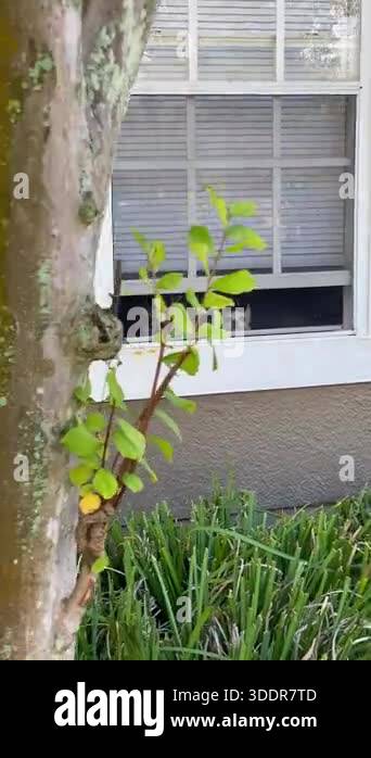 Three small dogs look out and bark from a low apartment window behind ...