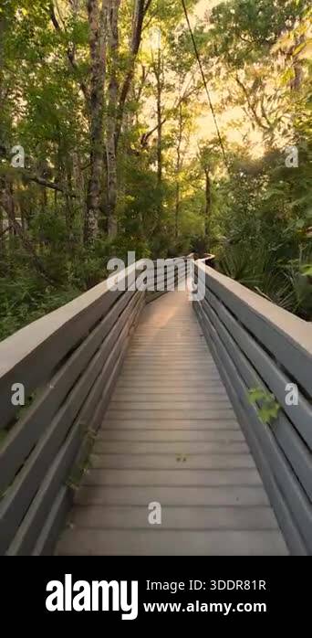 Raised boardwalk trail Stock Videos & Footage - HD and 4K Video Clips ...