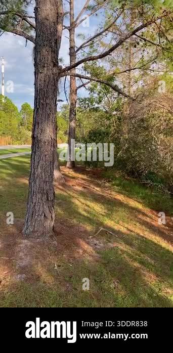 Tall pine trees cast long shadows along a quiet park path. Warm ...