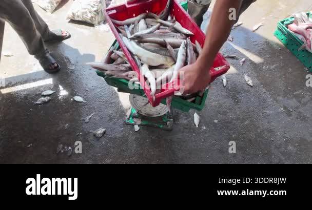 Fresh haul of local fish, primarily silver lizardfish and pinkish ...