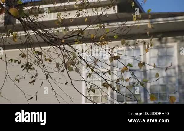 House Window With Windblown Branches Yellow Leaves Casting Soft Shadows ...