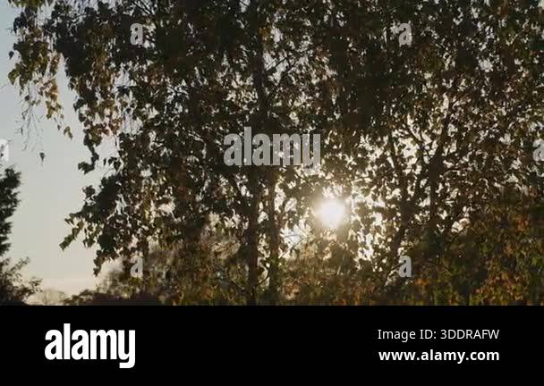 Sunlight Filtering Through Leafy Canopy, Warm Backlit Scene With ...