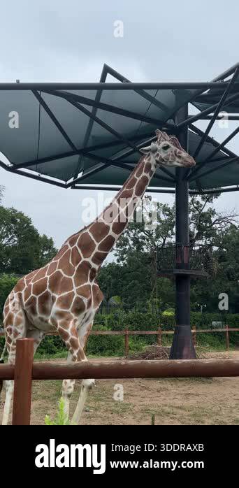 Vertical static video shows a tall giraffe with distinctive brown and ...