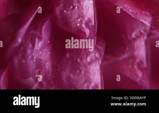 Dew texture. Abstract blooming. Defocused pink red color rose flower ...