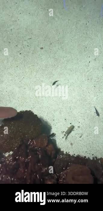 This vertical high angle static video shows a shark swimming past small ...