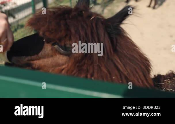 brown alpaca, fluffy alpaca, alpaca closeup. Brown alpaca with long fur ...