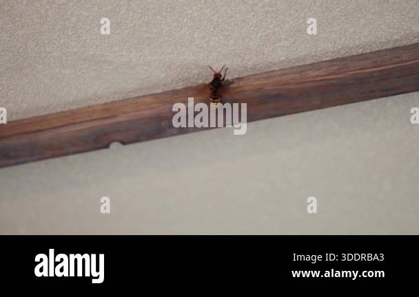 wasp indoors, indoor wasp, wasp resting. Single wasp is seen resting on ...
