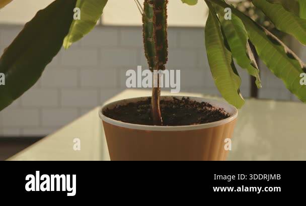 Close up of water being poured into a potted plant with green leaves ...