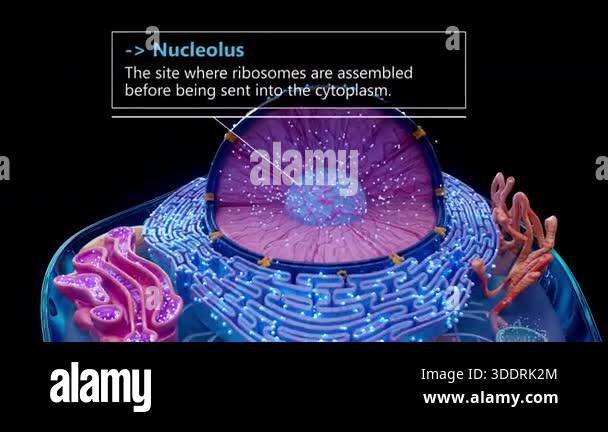 Conceptual 3D Animation of a Eukaryotic Cell with Labeled Organelles ...
