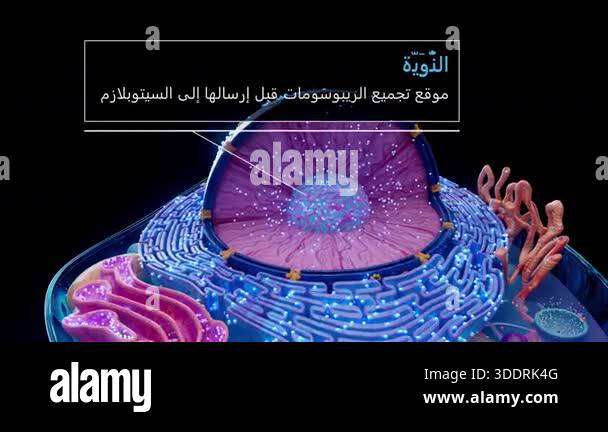 Conceptual 3D Animation of a Eukaryotic Cell with Labeled Organelles ...