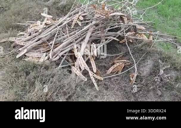Pruned Tree Branches Ambrosia Beetle Infestation Dieback Pile Dead ...