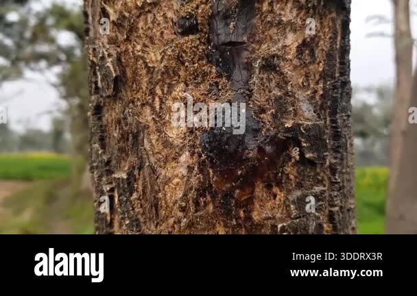 Tree Bark Insect Damage Holes Infestation Identification Stock Video ...