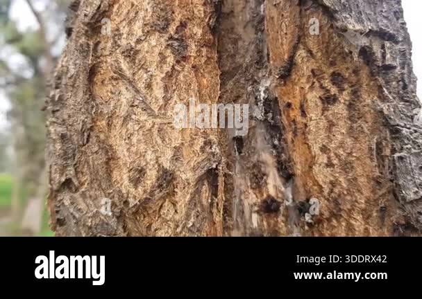 Tree Bark Insect Damage Holes Infestation Identification Stock Video ...